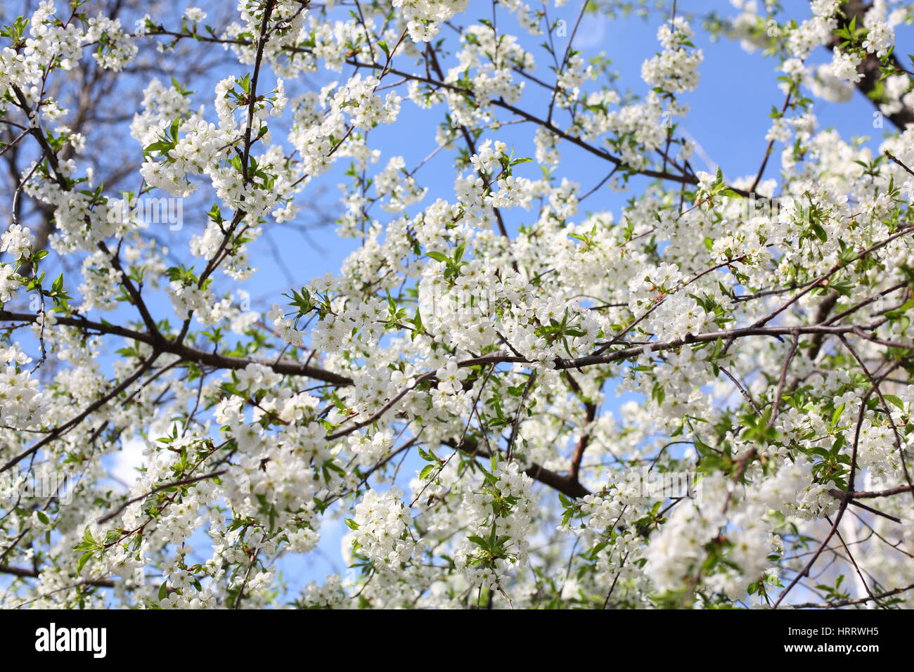 The branches of the cherry blossoms in spring Stock Photo - Alamy