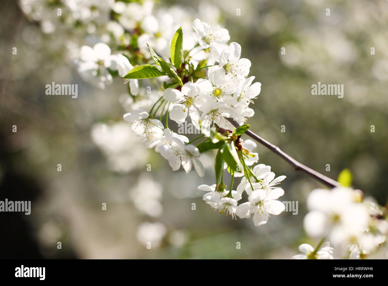 The branches of the cherry blossoms in spring Stock Photo - Alamy