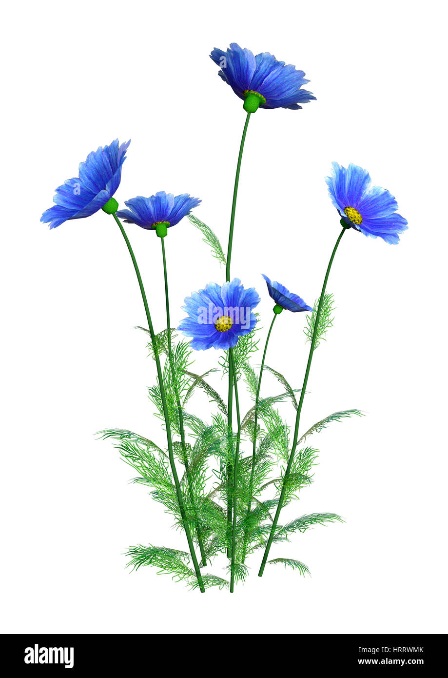 3D rendering of cosmos flowers isolated on white background Stock Photo ...