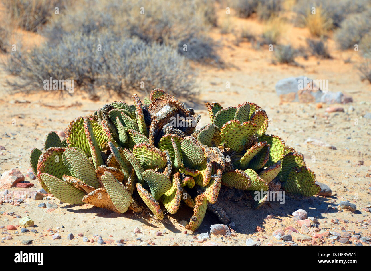 Nevada Scenic Cactus High Resolution Stock Photography and Images - Alamy