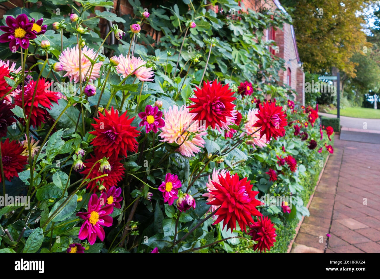 Dahlia's garden border hi-res stock photography and images - Alamy