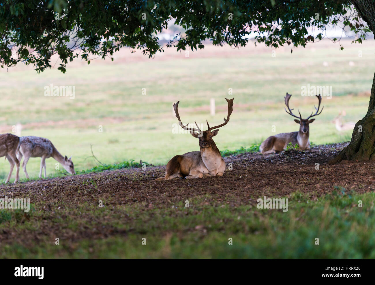Fallow deer at Powderham Castle, Devon, England Stock Photo - Alamy
