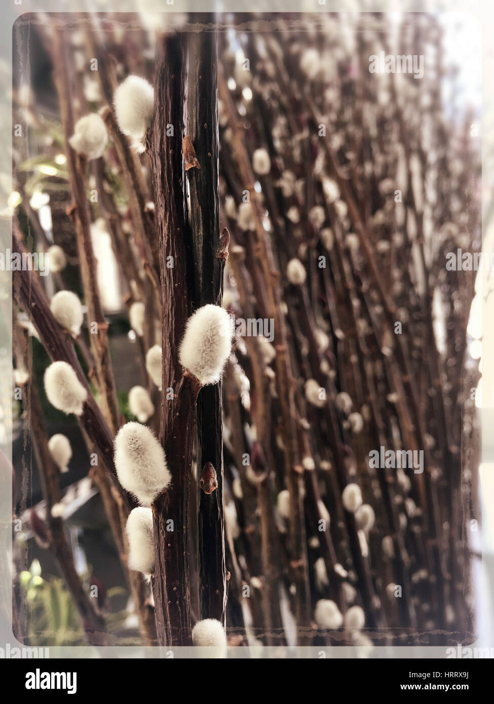 American Pussy Willow Branches, Salix discolor Stock Photo - Alamy