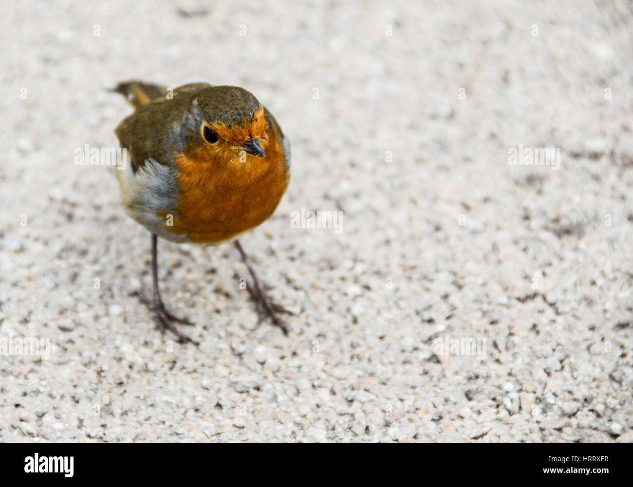 Robin page hi-res stock photography and images - Alamy