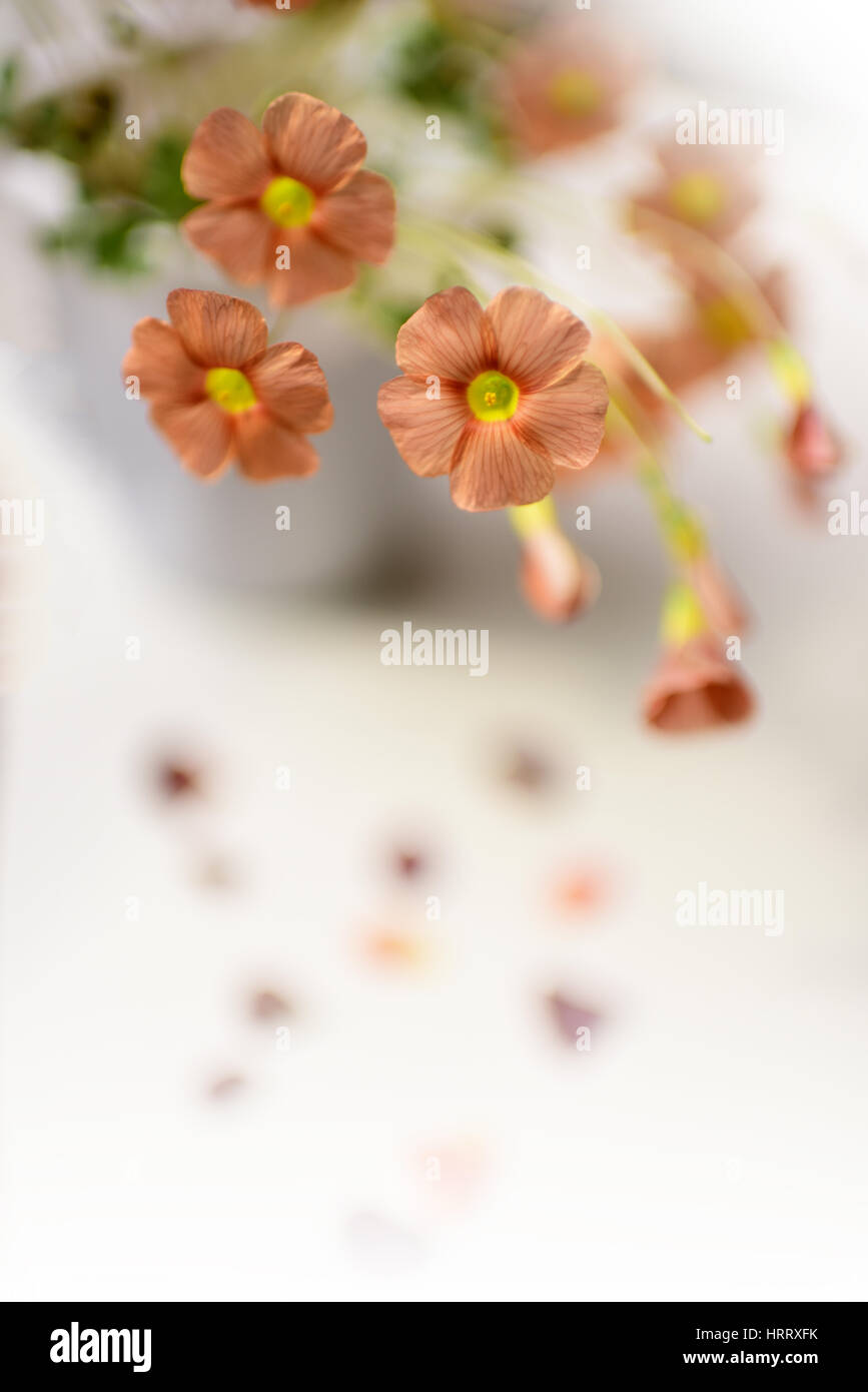 Orange creeping oxalis flowers closeup Stock Photo - Alamy