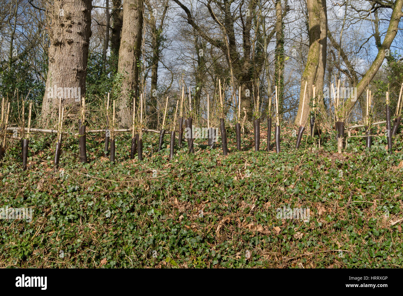 Rural fencing hi-res stock photography and images - Alamy