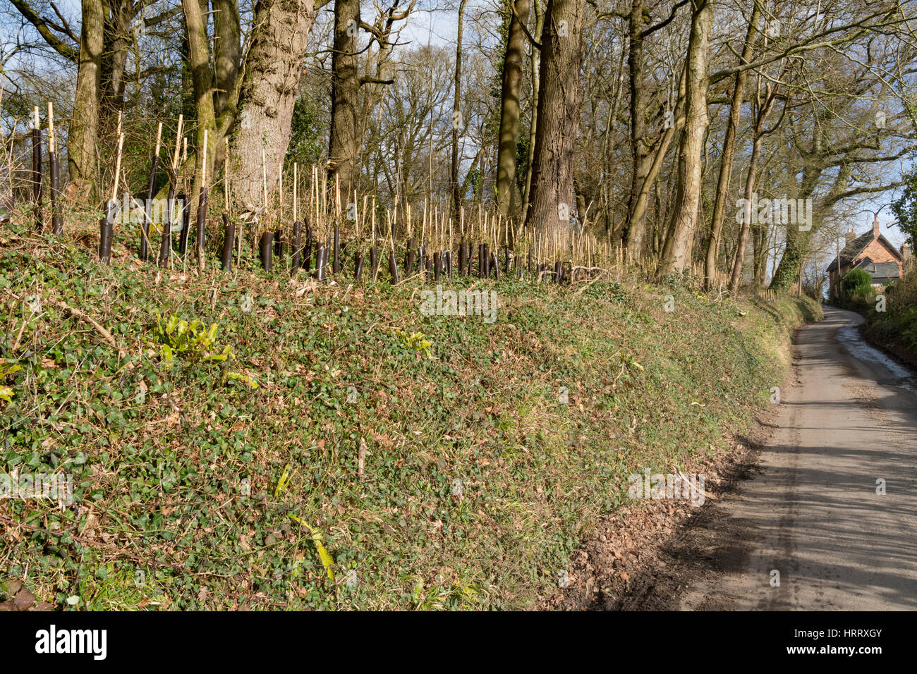Countryside roadside hedge hedgerow hi-res stock photography and images ...