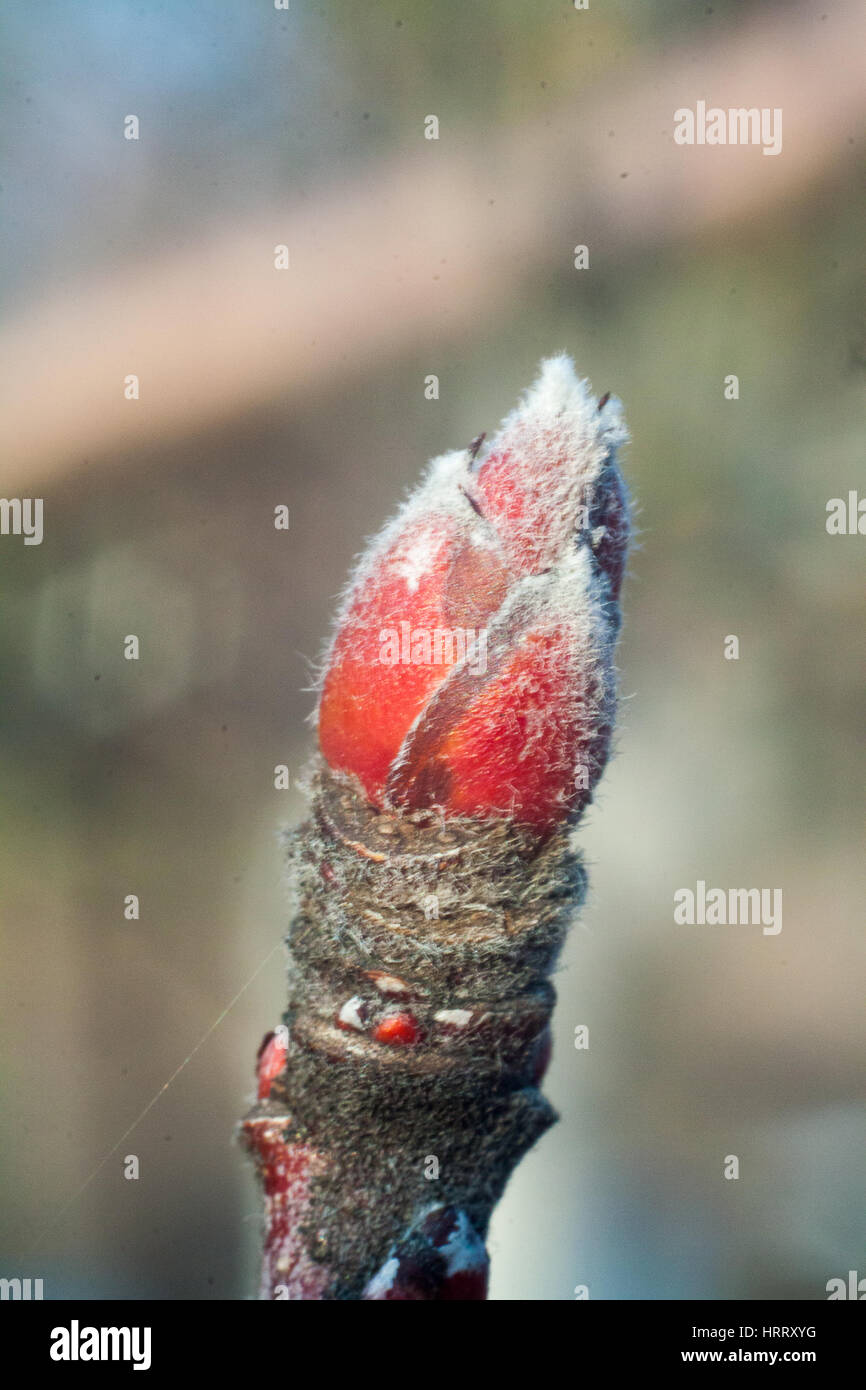 tree buds come alive and swollen in the early spring before flowering ...