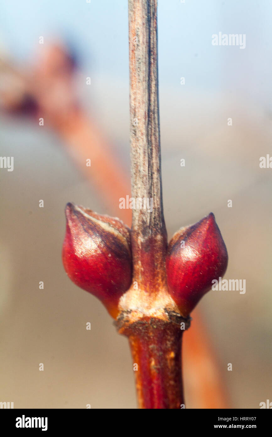 tree buds come alive and swollen in the early spring before flowering ...