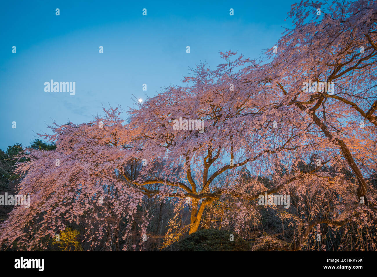 Large Weeping Cherry Tree in spring,Japan Stock Photo - Alamy