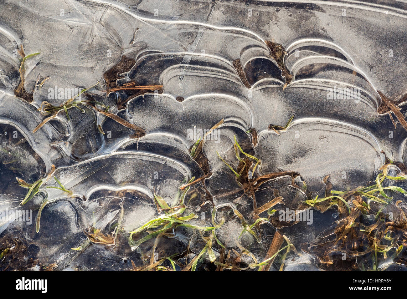 Close up of Frozen Ice Puddle Stock Photo - Alamy