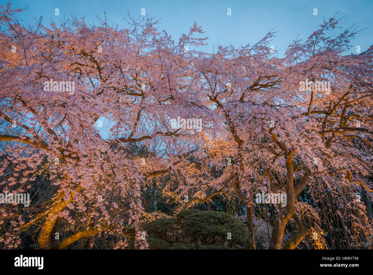 Large Weeping Cherry Tree in spring,Japan Stock Photo - Alamy