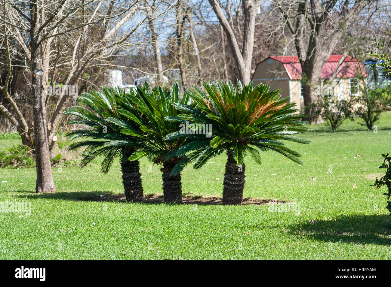 Three small palm trees Stock Photo - Alamy