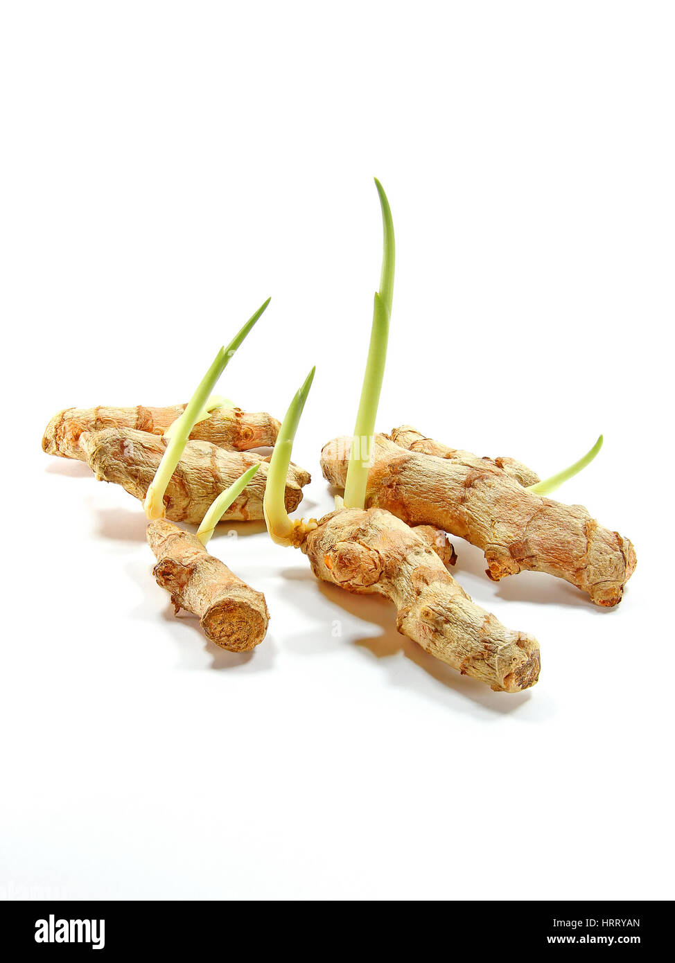 Growing Plant - Turmeric Isolated on White Background Stock Photo - Alamy