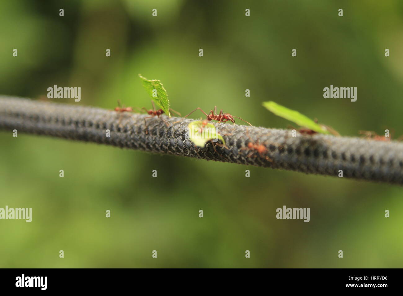 Ants crossing a rope over the Rio Buritaca, Colombia Stock Photo - Alamy