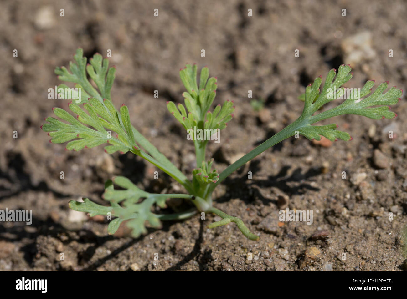 Kalifornischer Kappenmohn, Kappen-Mohn, Gold-Mohn, Mohn, Goldmohn ...