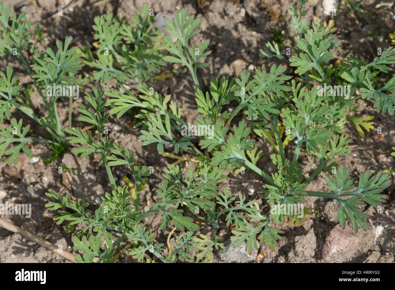 Kalifornischer Kappenmohn, Kappen-Mohn, Gold-Mohn, Mohn, Goldmohn ...