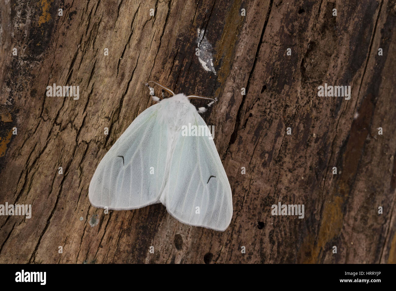 Schwarzes L, Arctornis l-nigrum, Arctornis pusillata, Phalaena l-nigrum ...