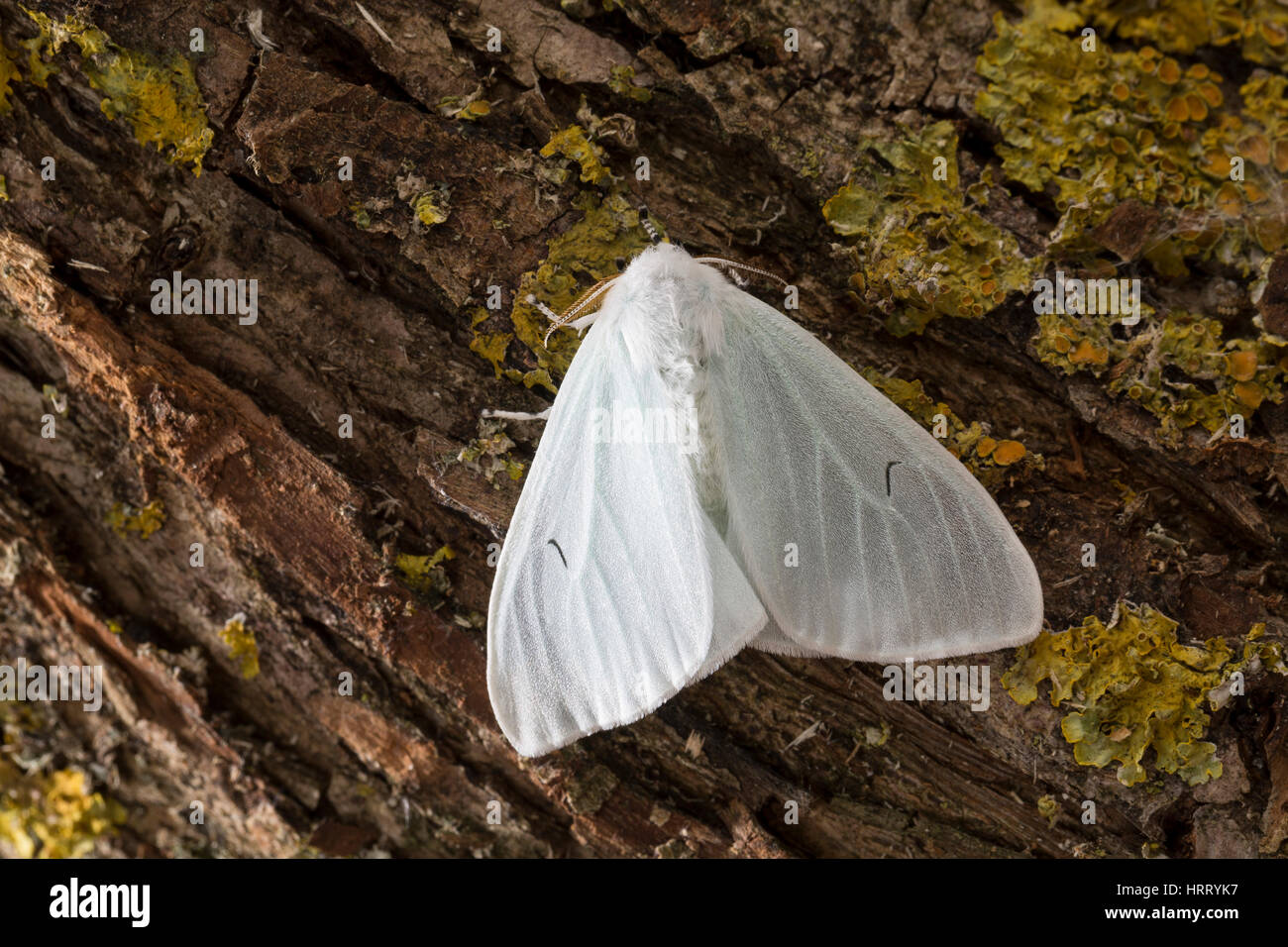 Schwarzes L, Arctornis l-nigrum, Arctornis pusillata, Phalaena l-nigrum ...
