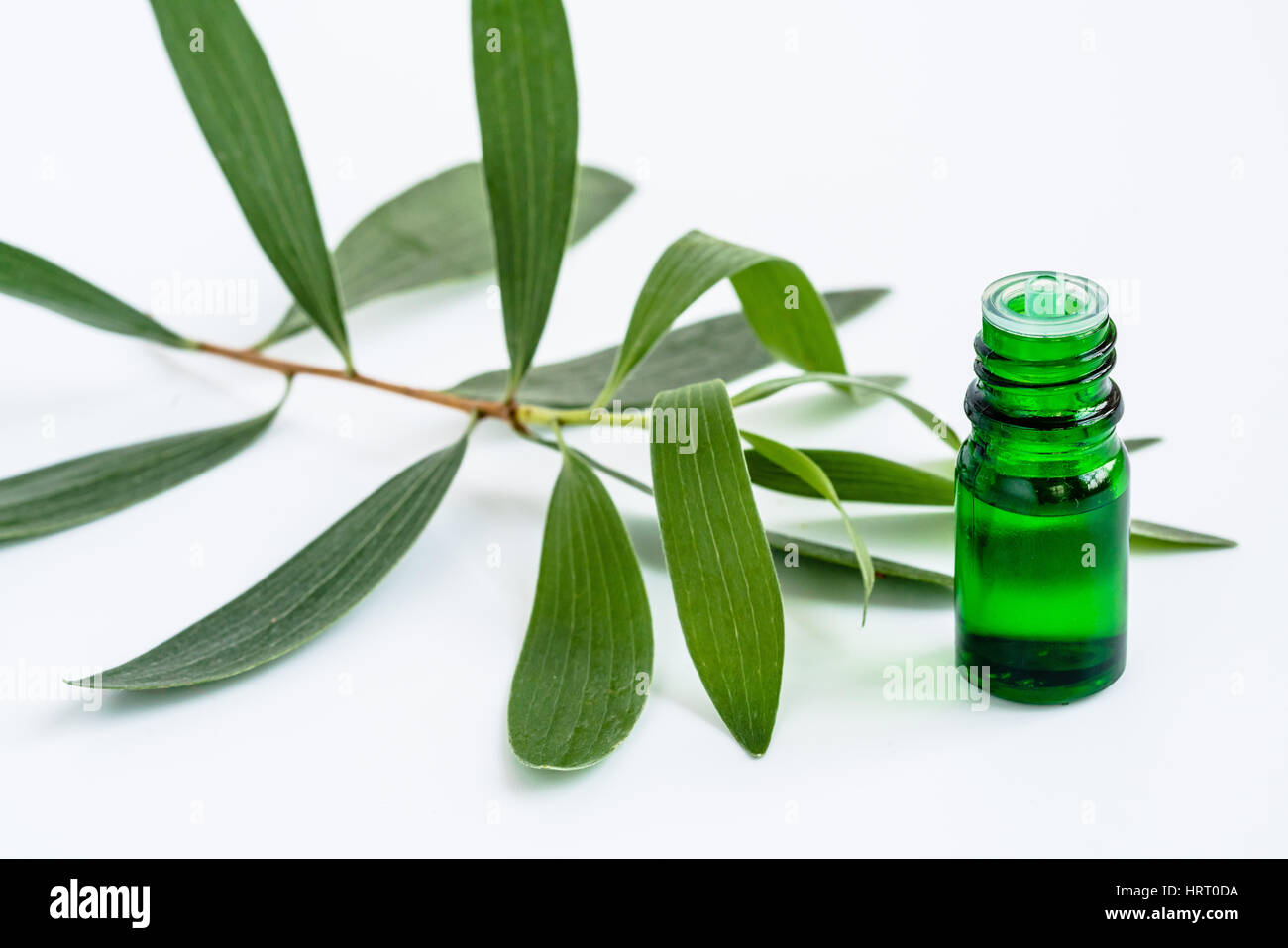 Melaleuca quinquenervia plant hi-res stock photography and images - Alamy