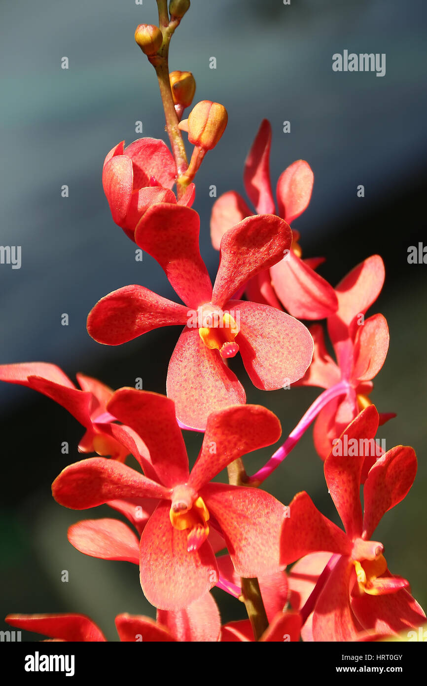 Beautiful red orchid hi-res stock photography and images - Alamy