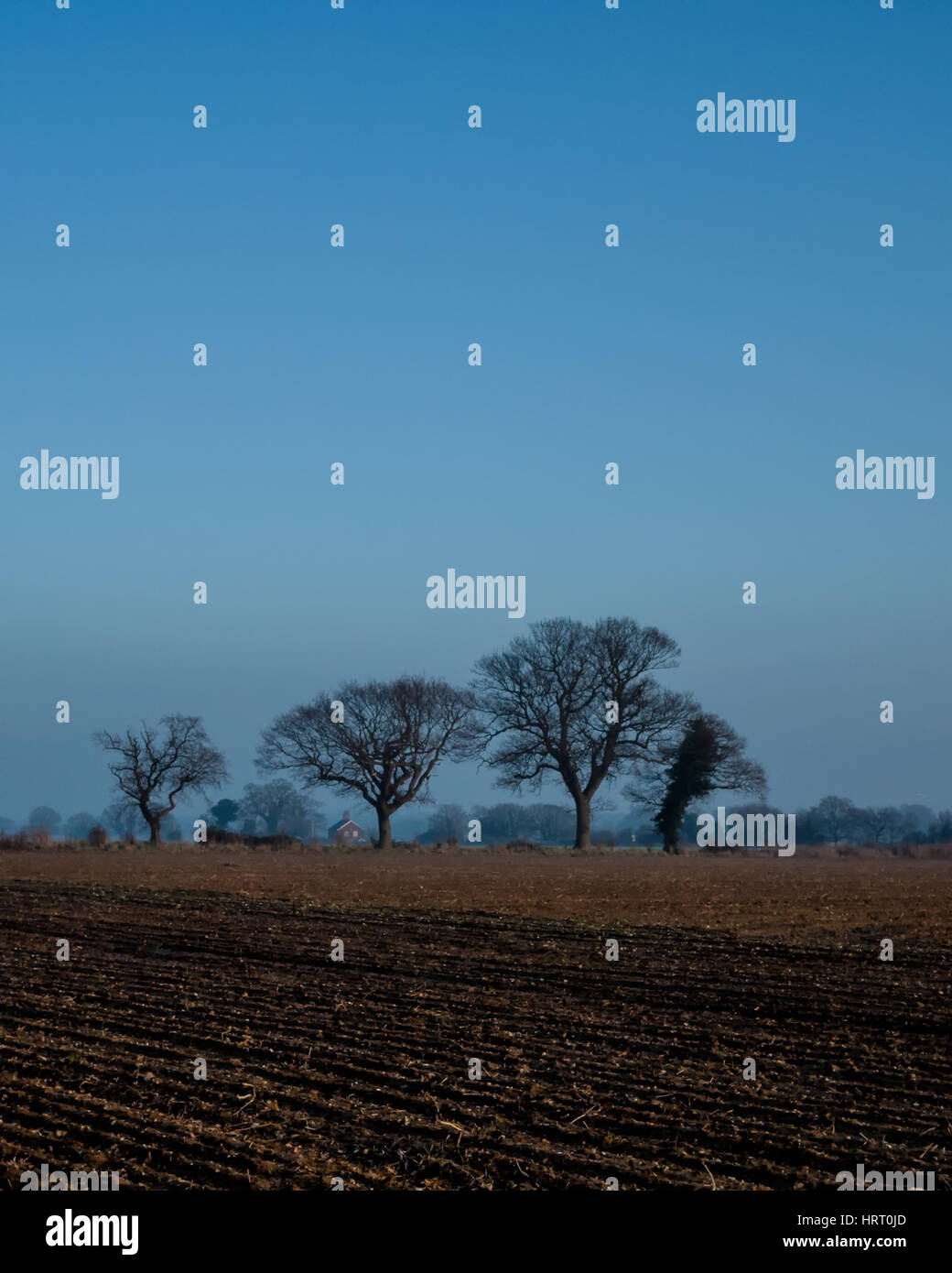 Rushmere St Andrew. England UK. A ploughed field with a group of bare ...