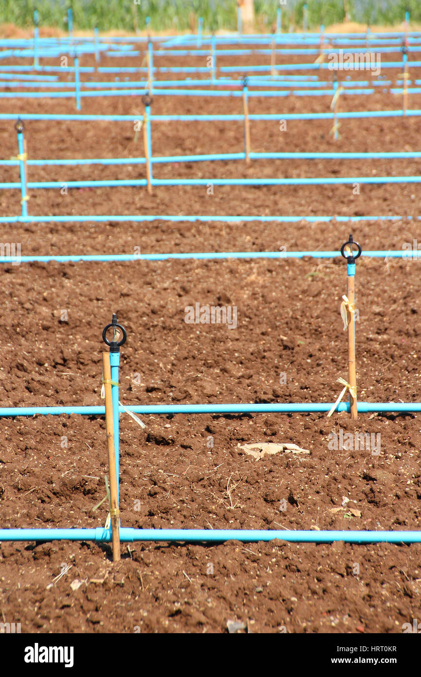 Sprinkler on plant plot in Thailand Stock Photo - Alamy