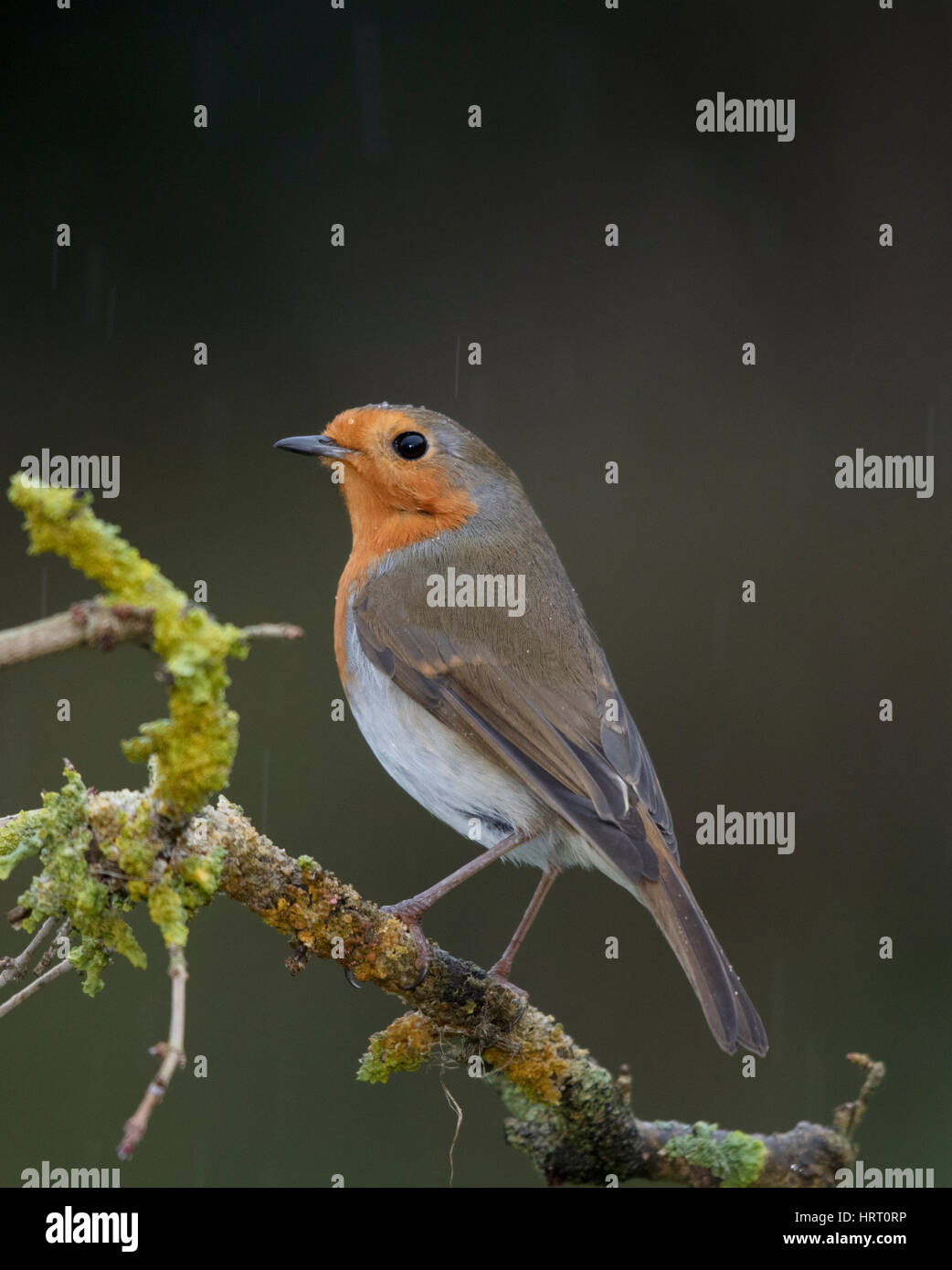 Robin on a branch, Welsh Borders Stock Photo - Alamy