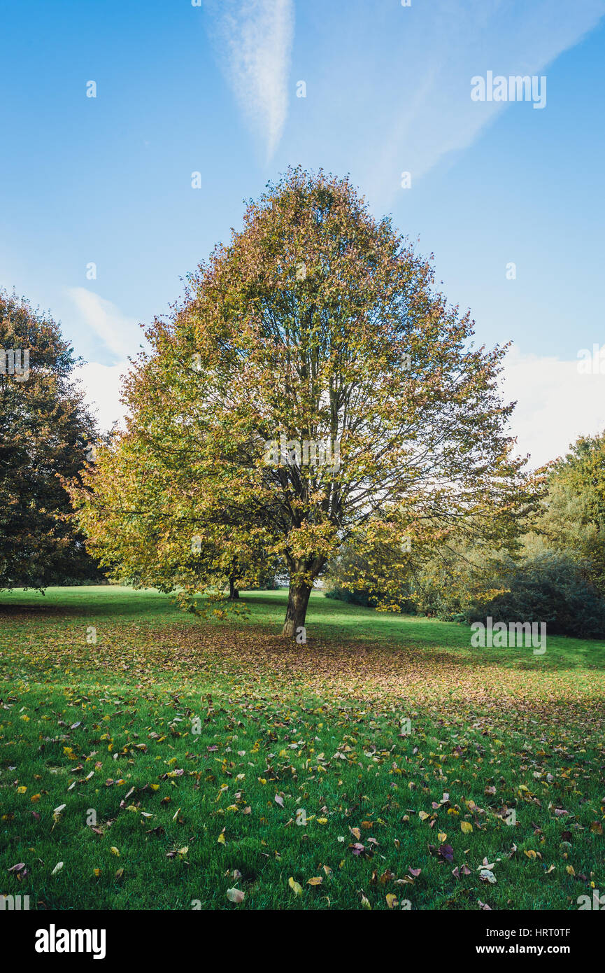 One lonely tree in the park in fall Stock Photo - Alamy