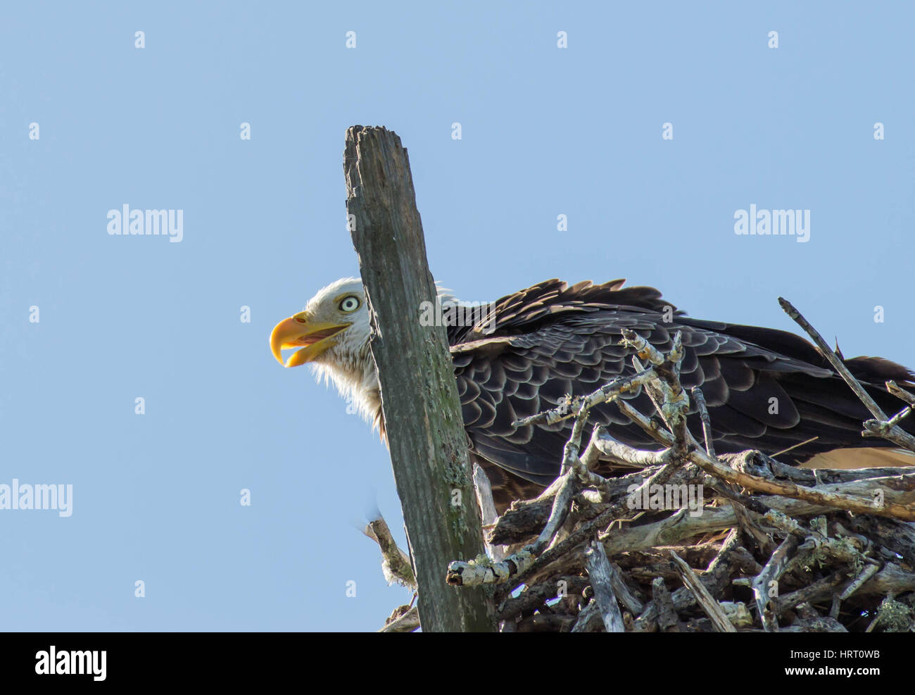 American bald eagle nest hi-res stock photography and images - Alamy