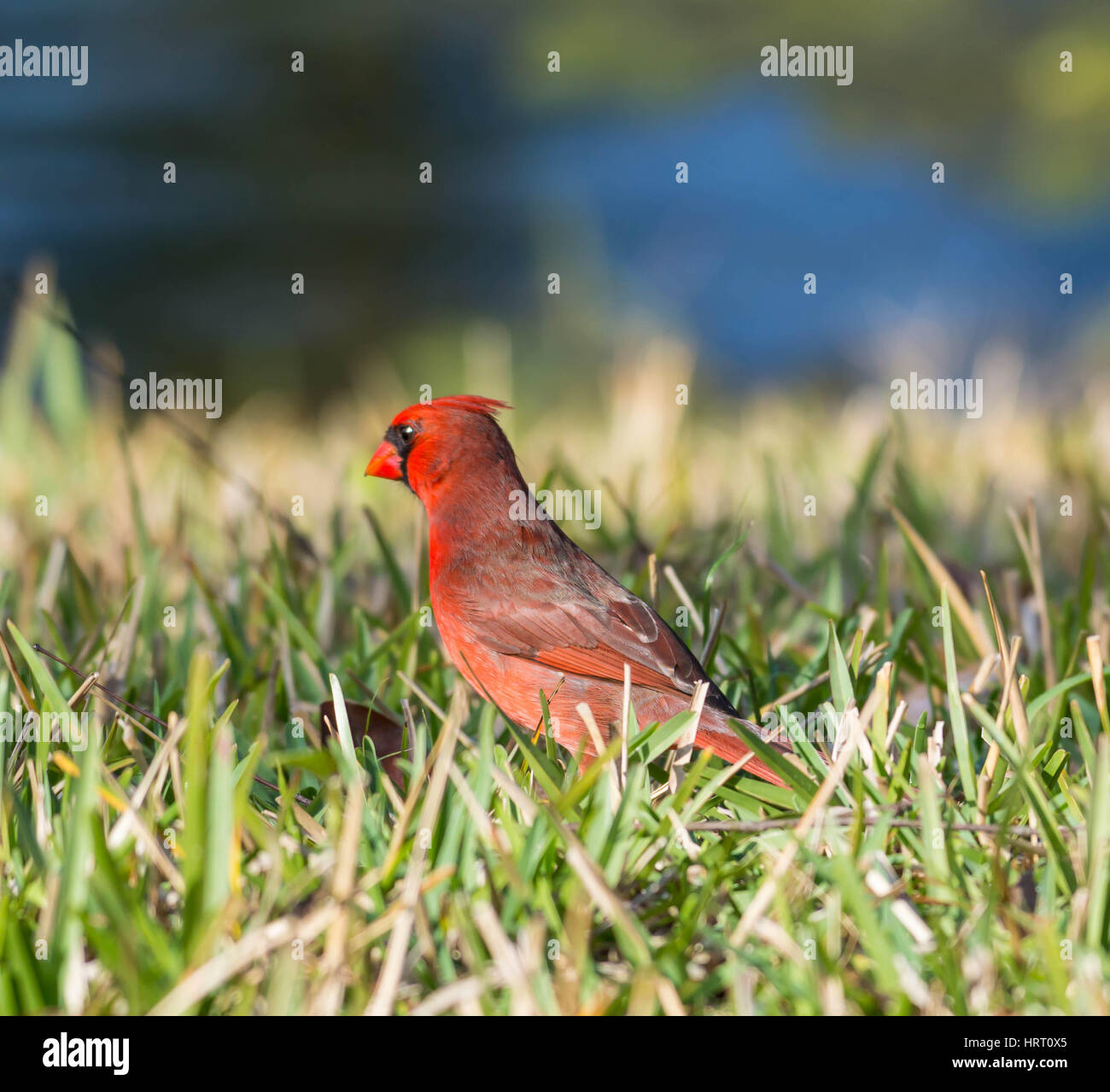 male red cardinal Stock Photo - Alamy