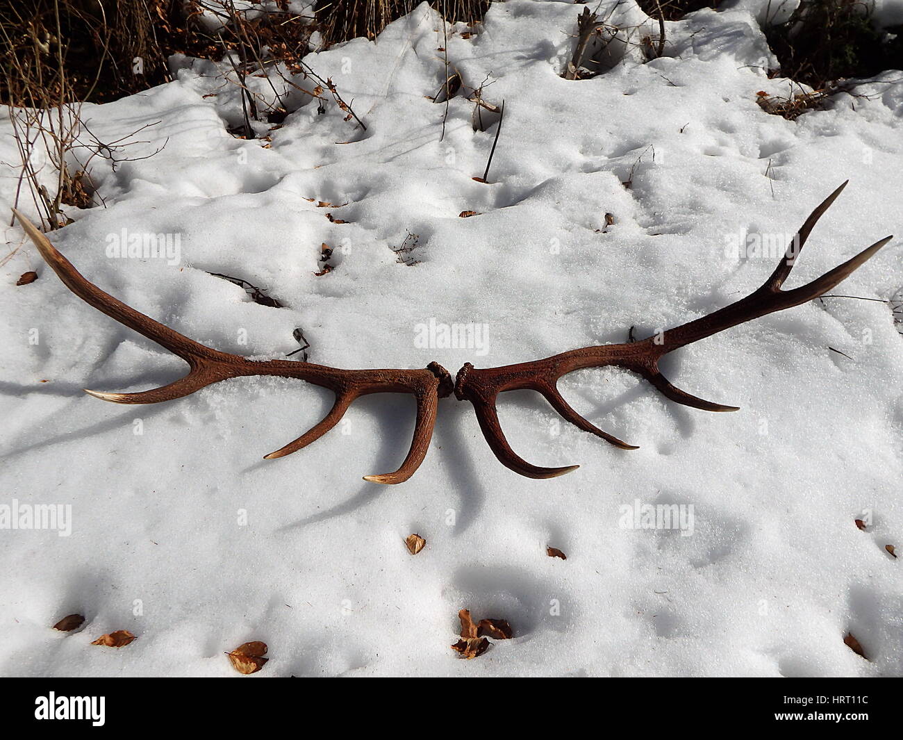 Heirloom animals hi-res stock photography and images - Alamy