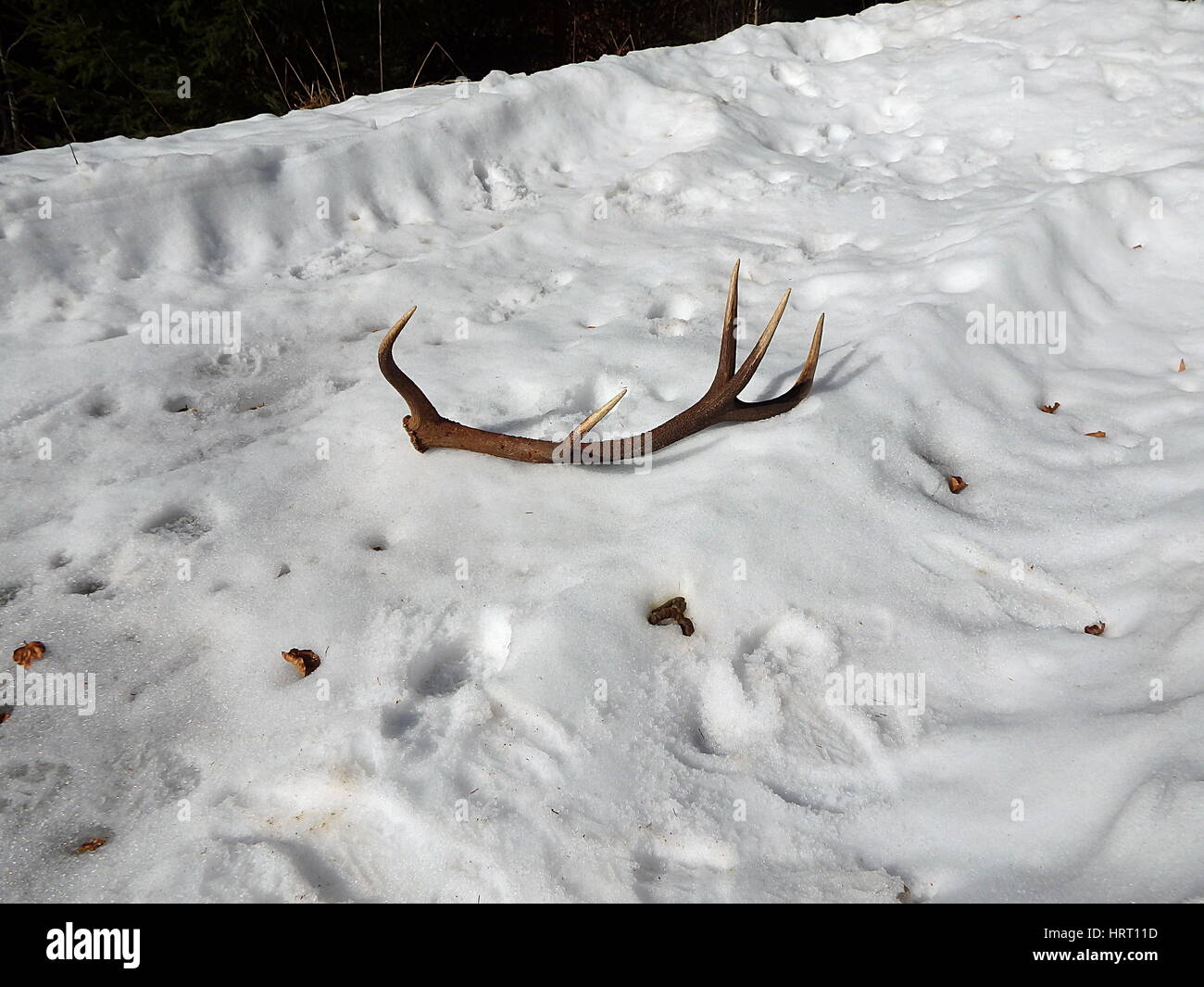 Heirloom animals hi-res stock photography and images - Alamy