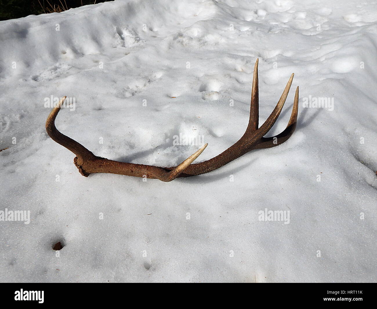 Red deer antlers in the snow Stock Photo - Alamy