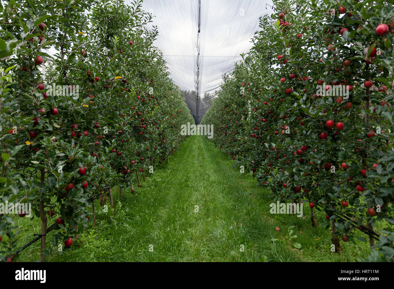 Protected orchard hi-res stock photography and images - Alamy