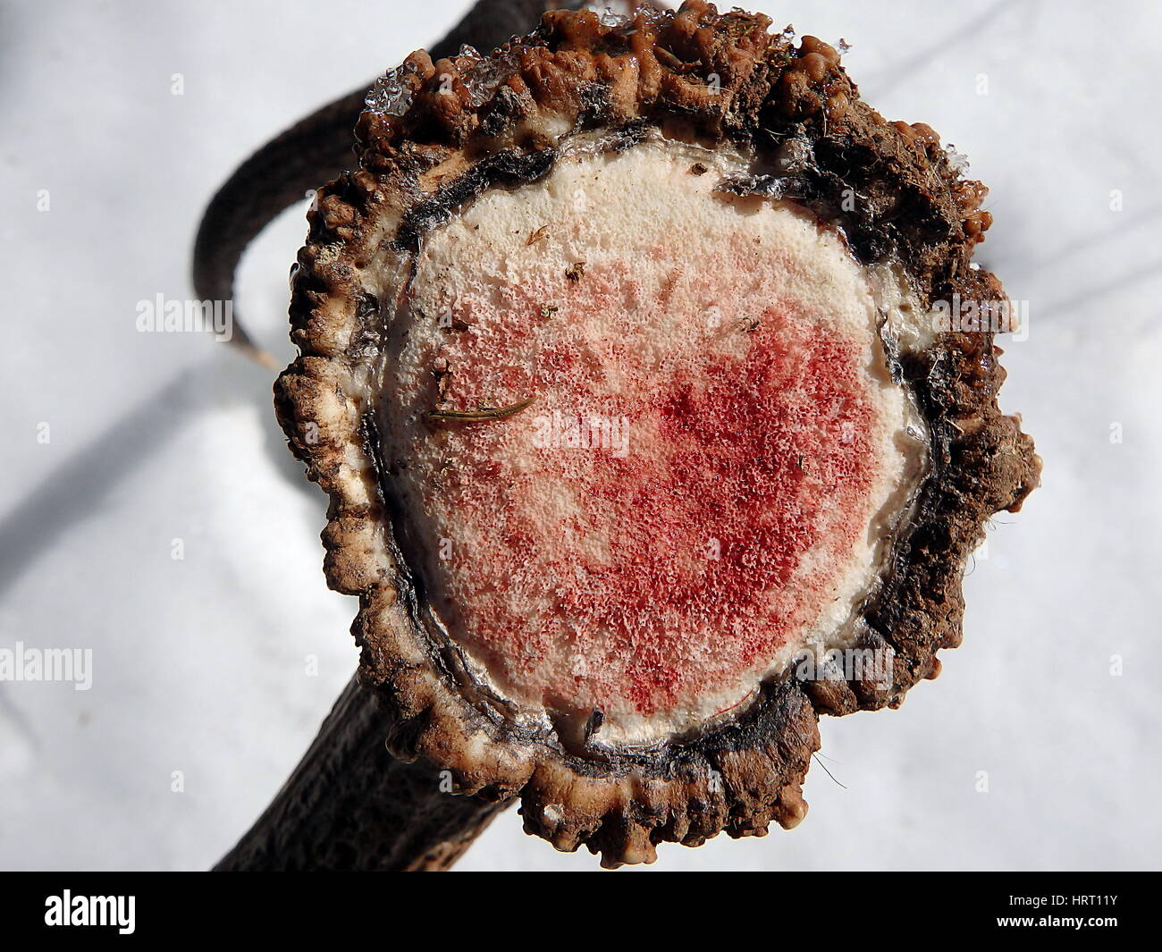 Red deer antlers in the snow Stock Photo - Alamy