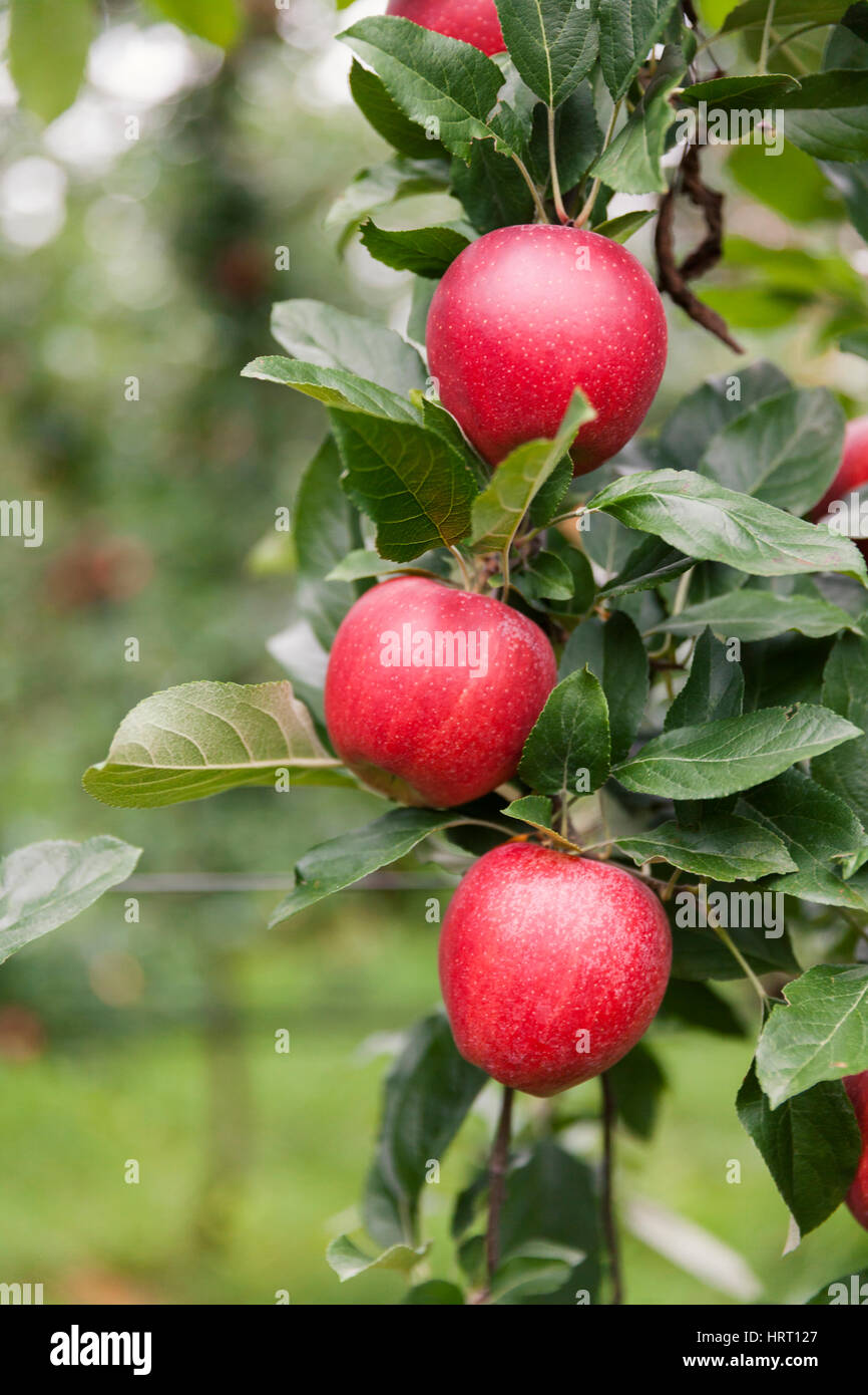 red apple close up background Stock Photo - Alamy