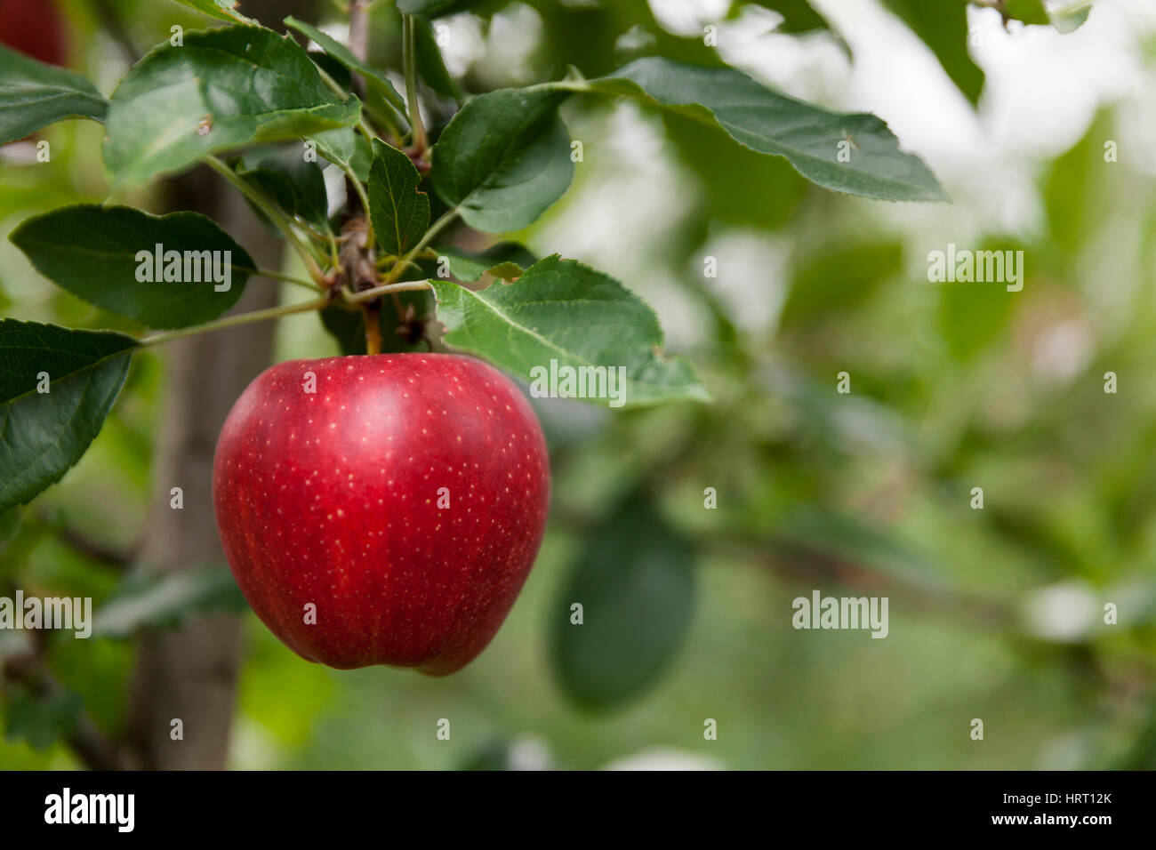 red apple close up background Stock Photo - Alamy