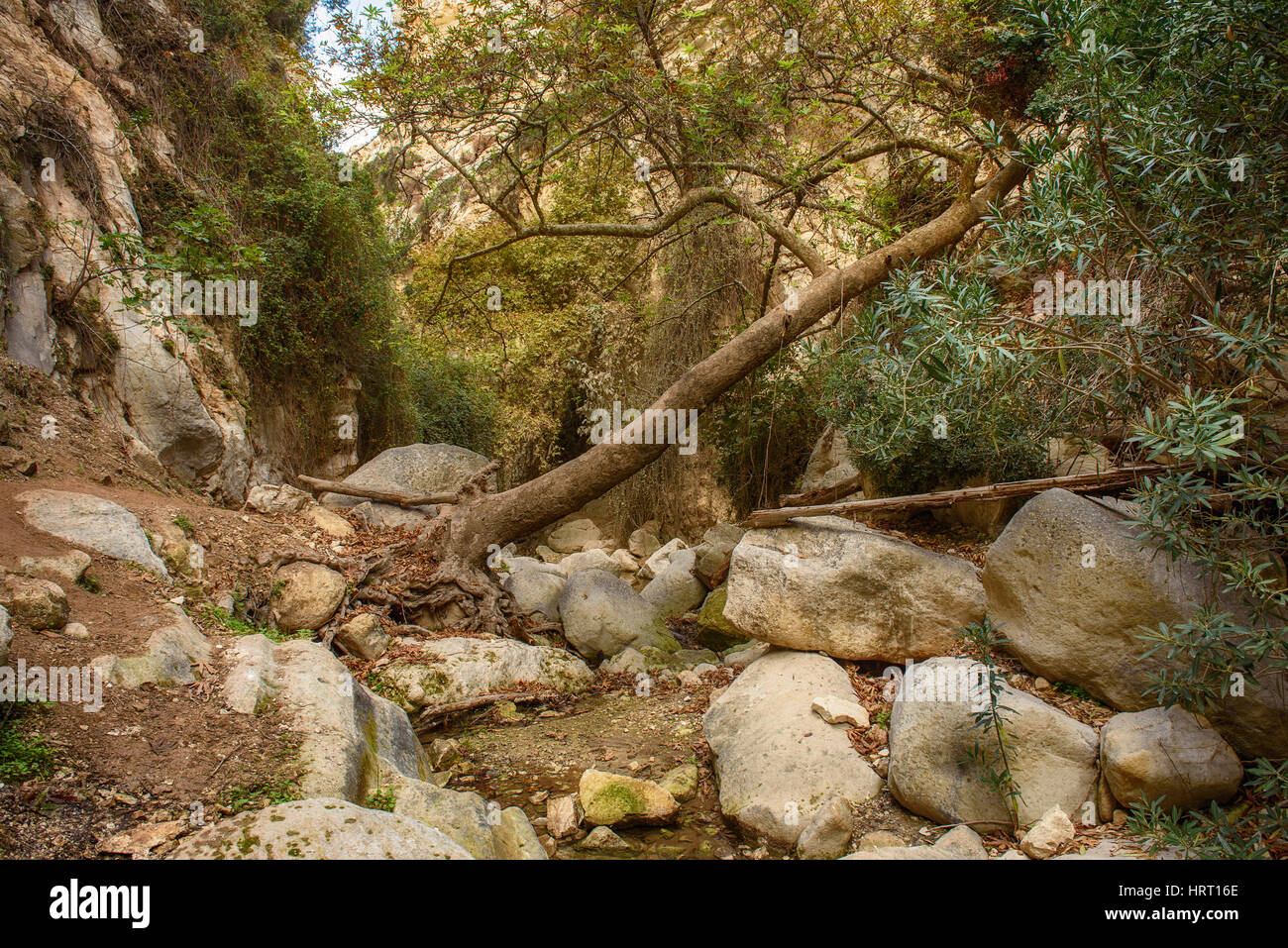 Amazing natural landscape in the Avakas canyon in Cyprus. National wild ...