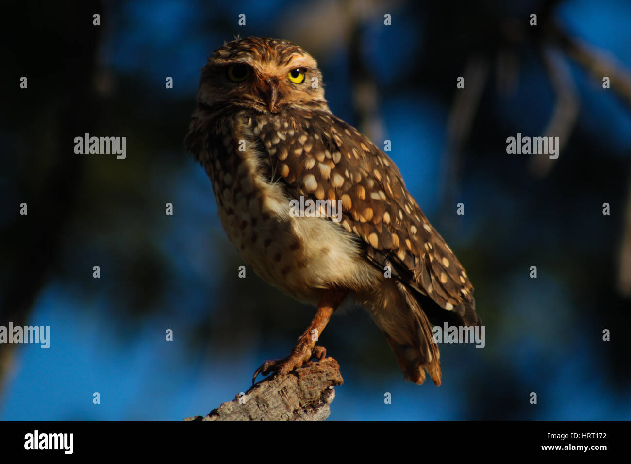 Burrowing Owl - Brazil - Unlike most other owls, Burrowing Owls are ...