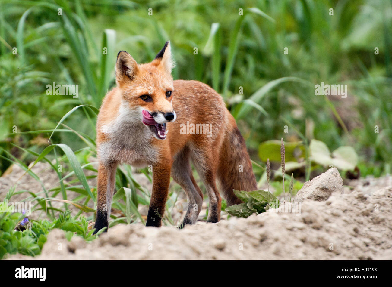 Urup kuril islands hi-res stock photography and images - Alamy