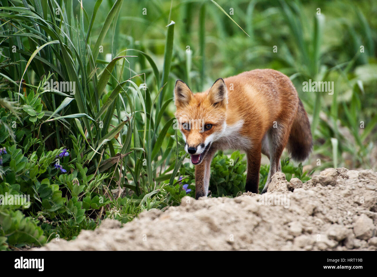 Urup Kuril Islands High Resolution Stock Photography and Images - Alamy