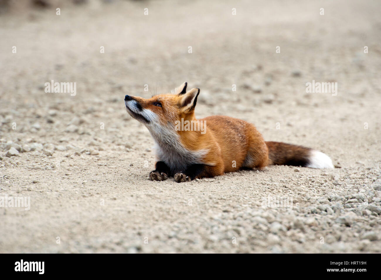 Kuril fox hi-res stock photography and images - Alamy