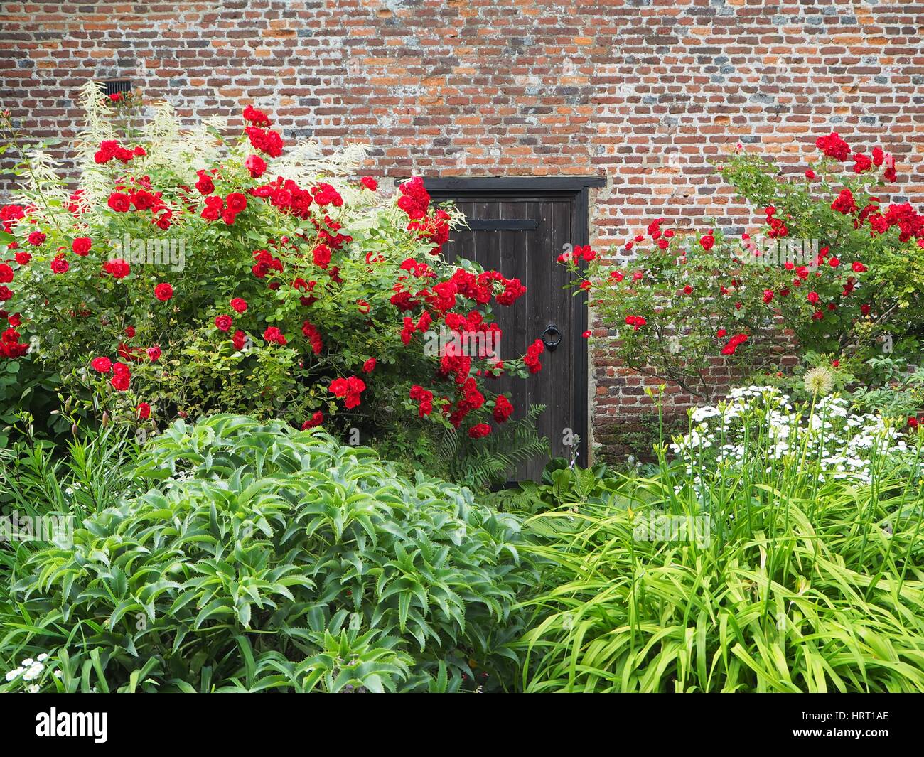 Red roses and foliage round the wooden door in Chenies Manor House wall ...