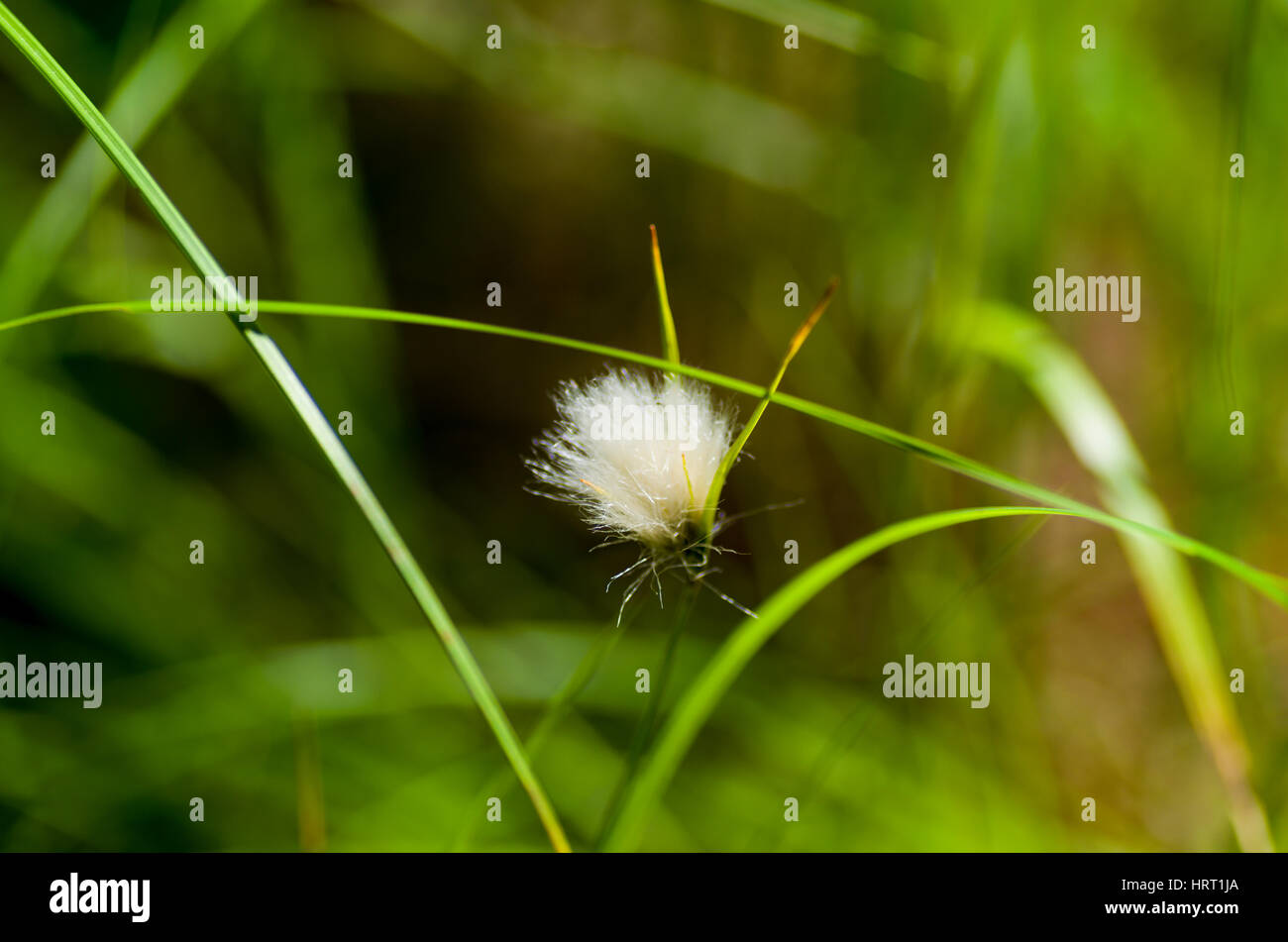 Callitrix hi-res stock photography and images - Alamy
