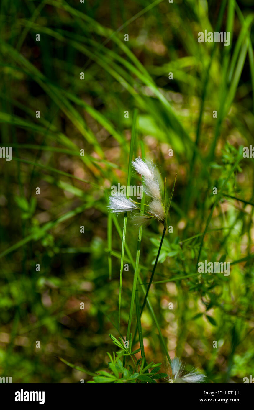 Slender Cotton Grass High Resolution Stock Photography and Images - Alamy