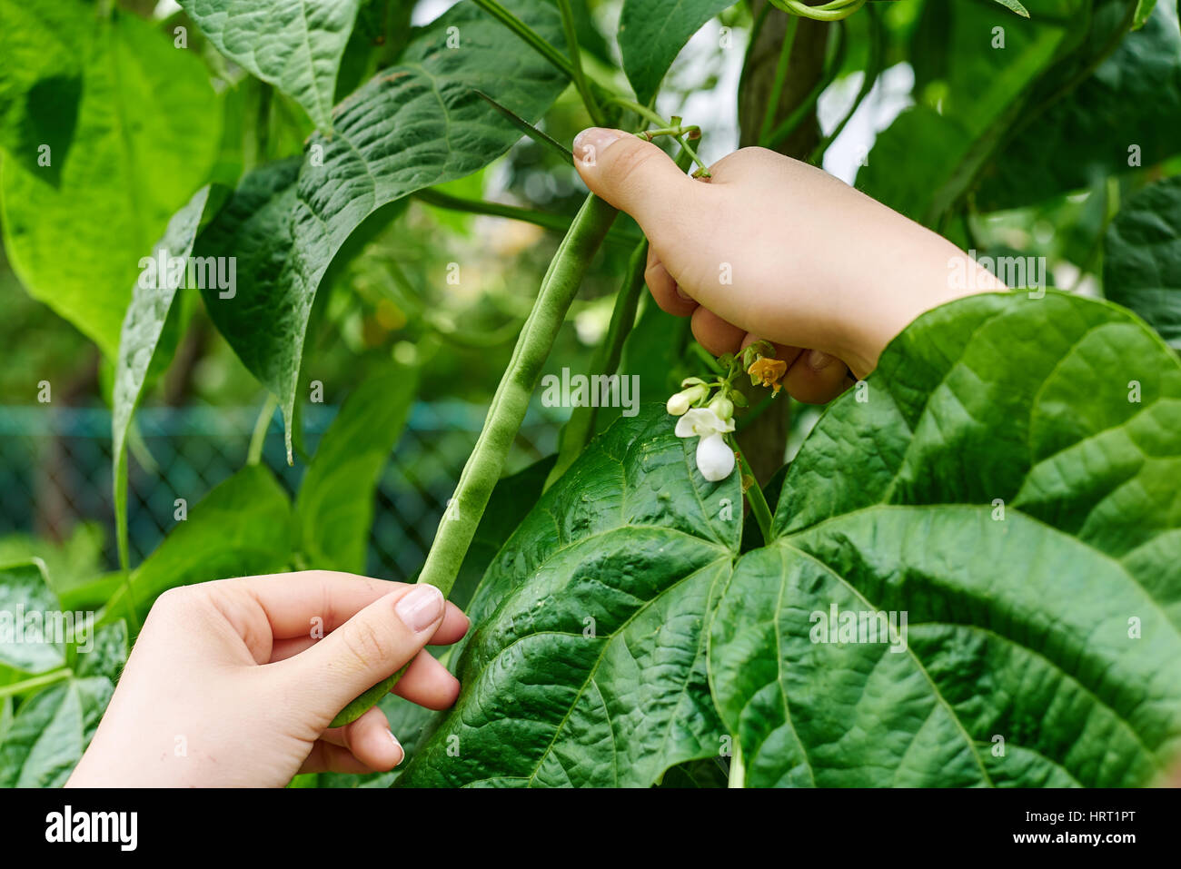 Close up woman hands harvesting beans Stock Photo - Alamy