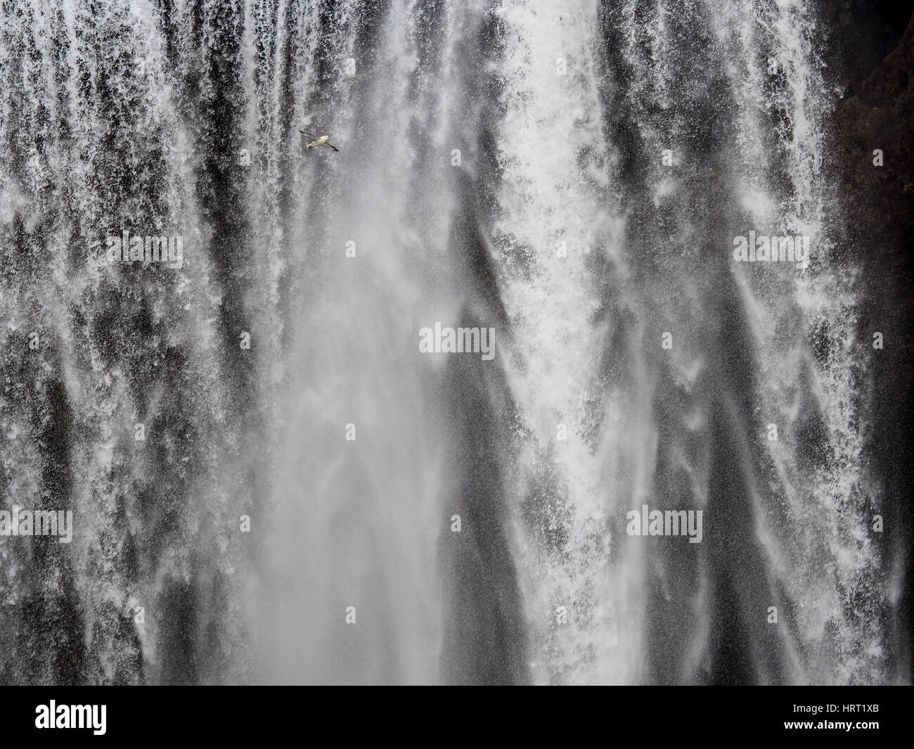 Fulmar flying past waterfalls in Iceland Stock Photo - Alamy