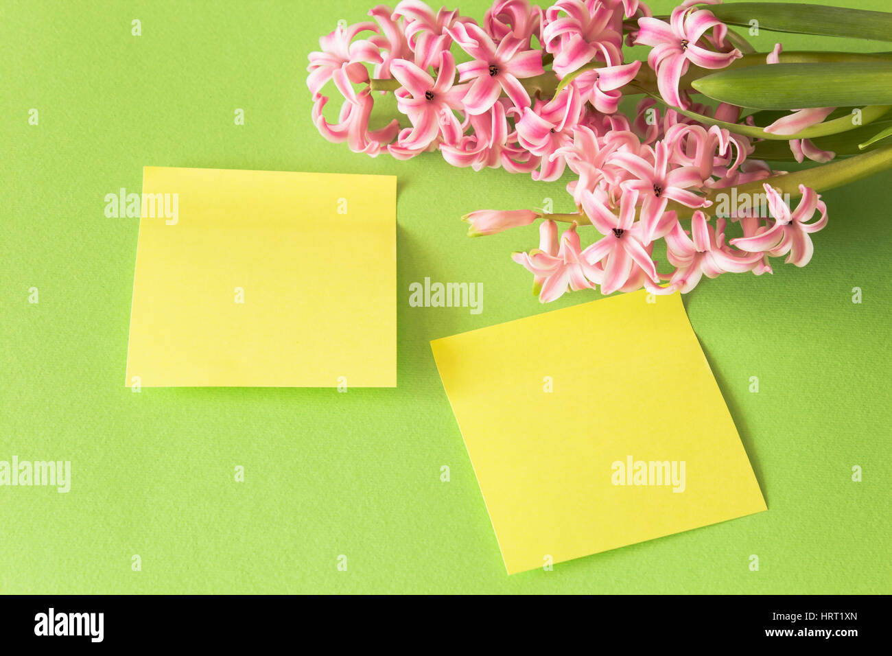 Hyacinth on a Green Background with Two Blank Sheets of Notebook Stock ...