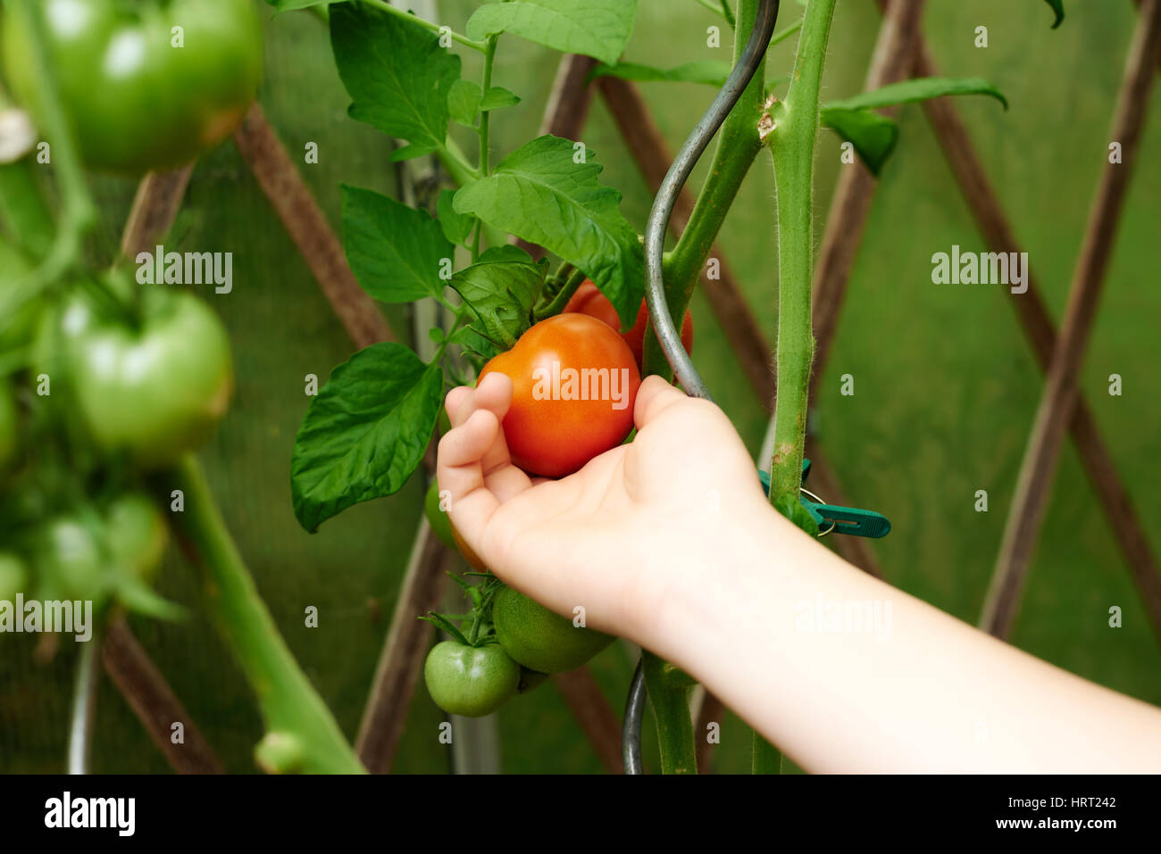 Picking a tomato hi-res stock photography and images - Alamy